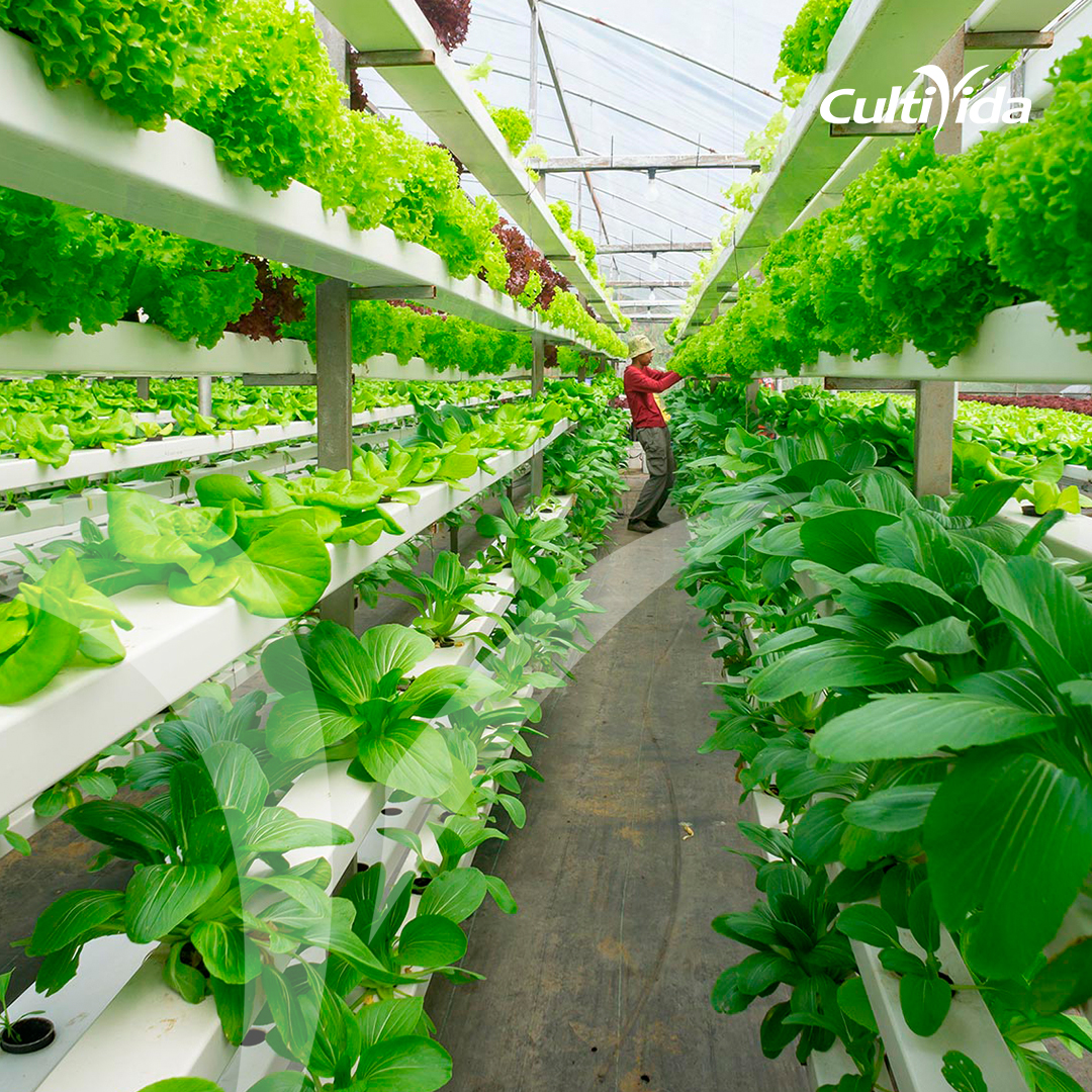 Cultivos Hidropónicos: Innovación sostenible para la agricultura del futuro - Cultivida
