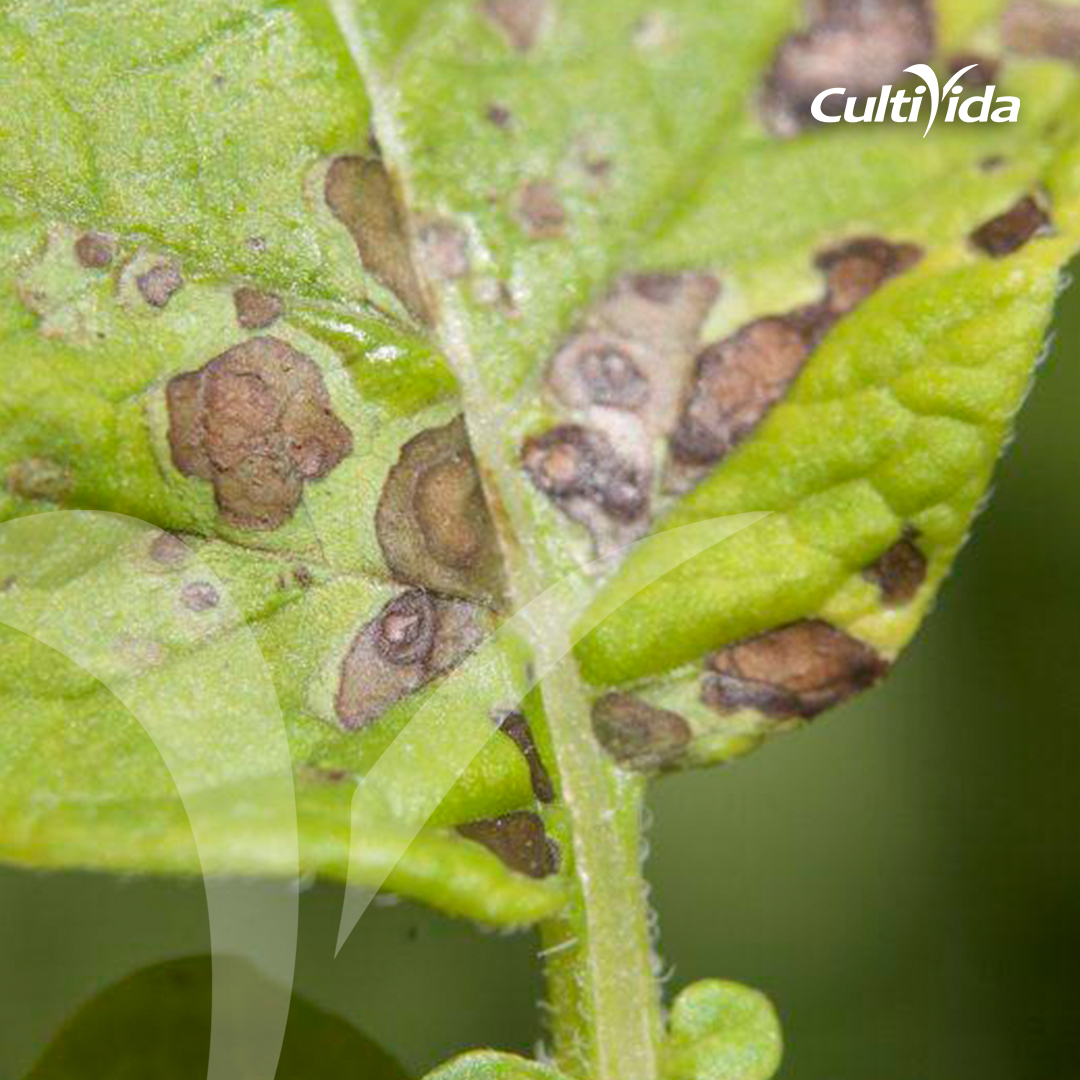 ¿TU CULTIVO DE PAPA ESTÁ EN RIESGO? ASÍ ACTÚA EL TIZÓN TEMPRANO - Cultivida