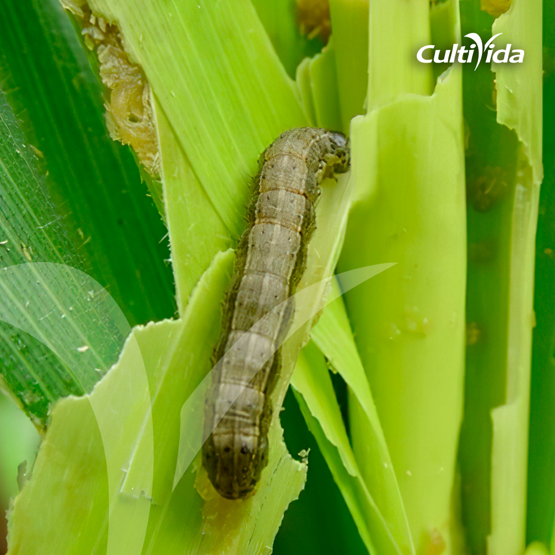 GUÍA PRÁCTICA PARA EL MANEJO DEL GUSANO COGOLLERO - Cultivida