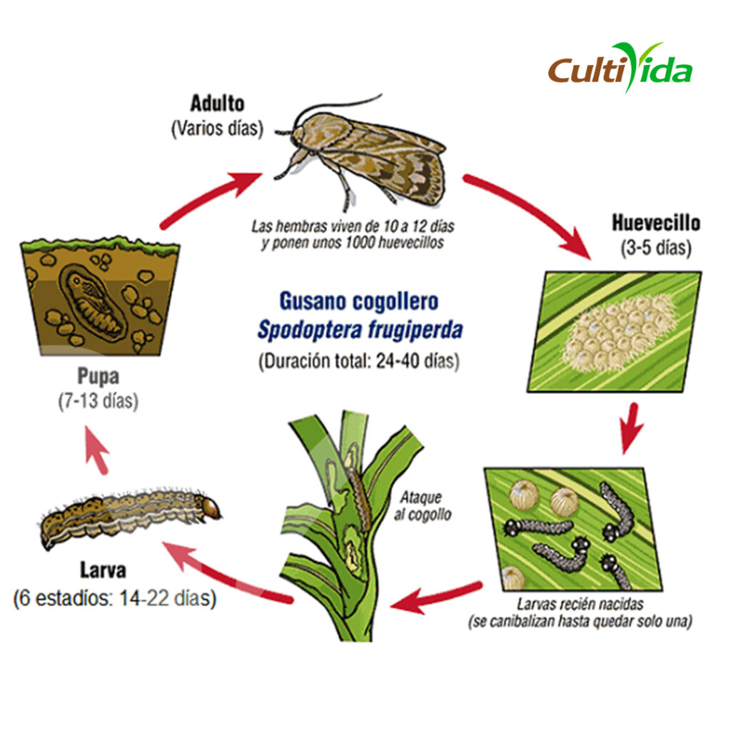GUÍA PRÁCTICA PARA EL MANEJO DEL GUSANO COGOLLERO - Cultivida